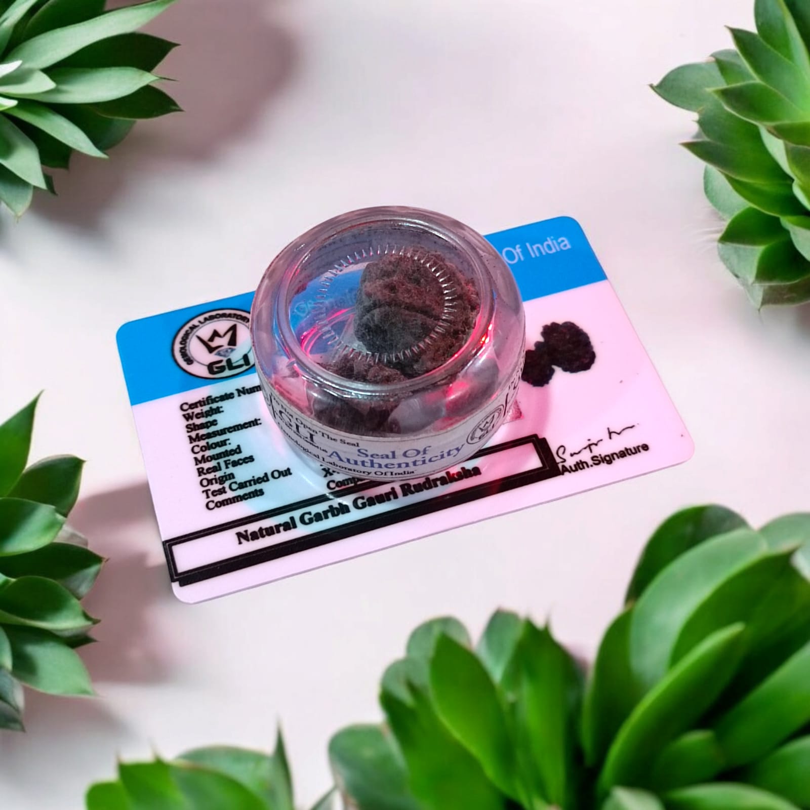 Garbh Gauri Rudraksha | Lab Certified | Spiritual Benefits – Timeshopee