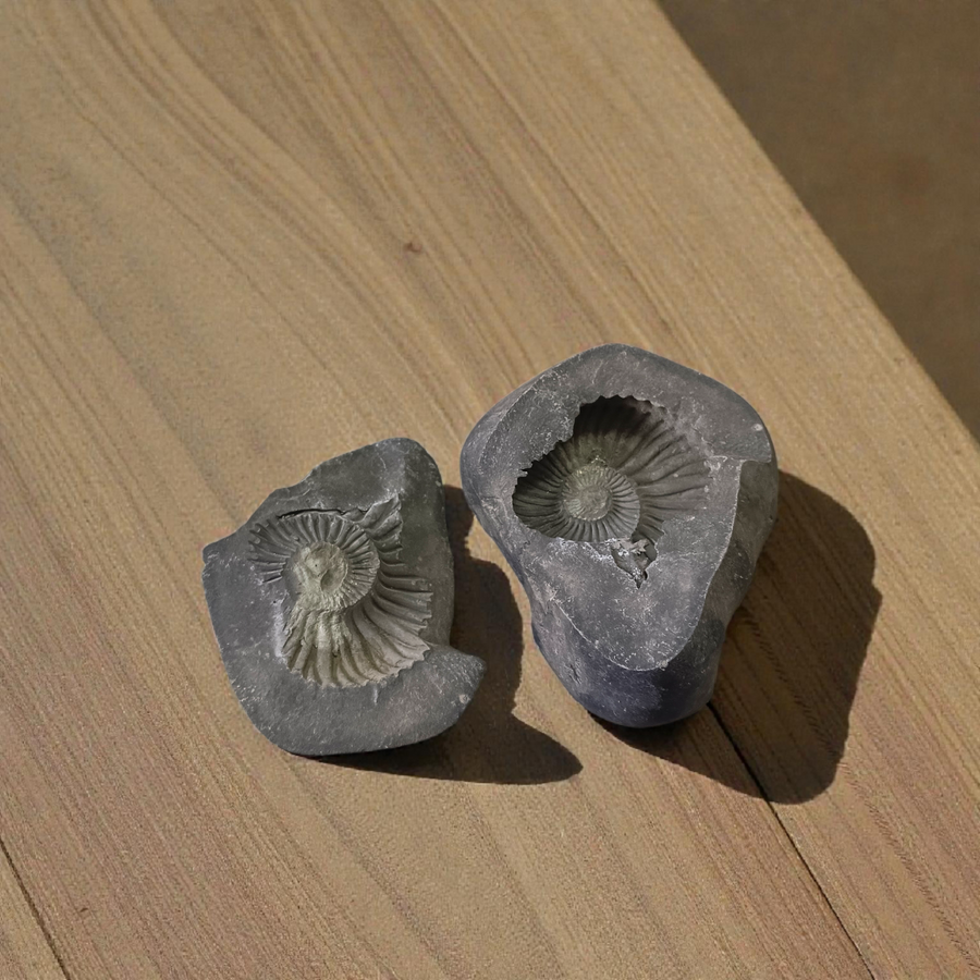 Natural Chakra Shaligram for Daily Worship & Vedic Rituals – Timeshopee