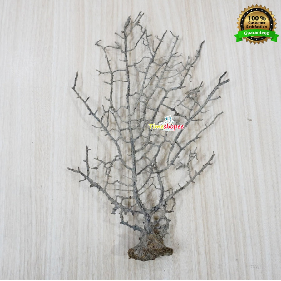 Indrajal 100% Genuine Talisman | For Goodluck & Prosperity | Timeshopee